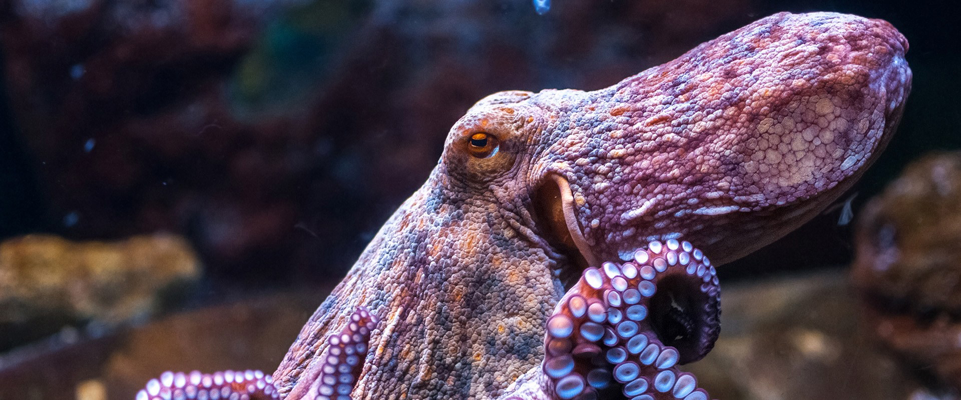 octopus | Antenna