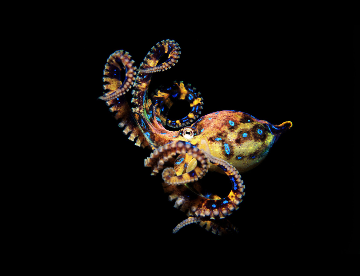 octopus_2 | Antenna